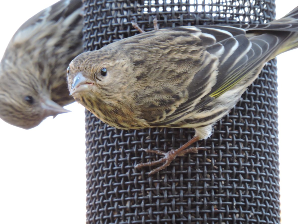 Field Trips – ROGUE VALLEY AUDUBON SOCIETY