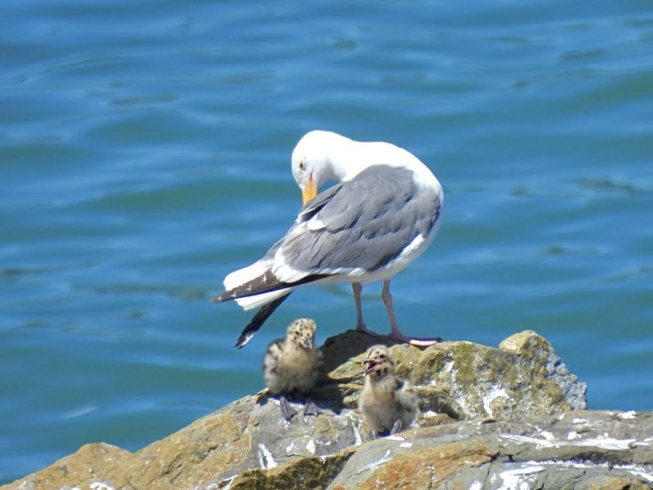ROGUE VALLEY AUDUBON SOCIETY – Rogue Valley Audubon Society – A voice ...