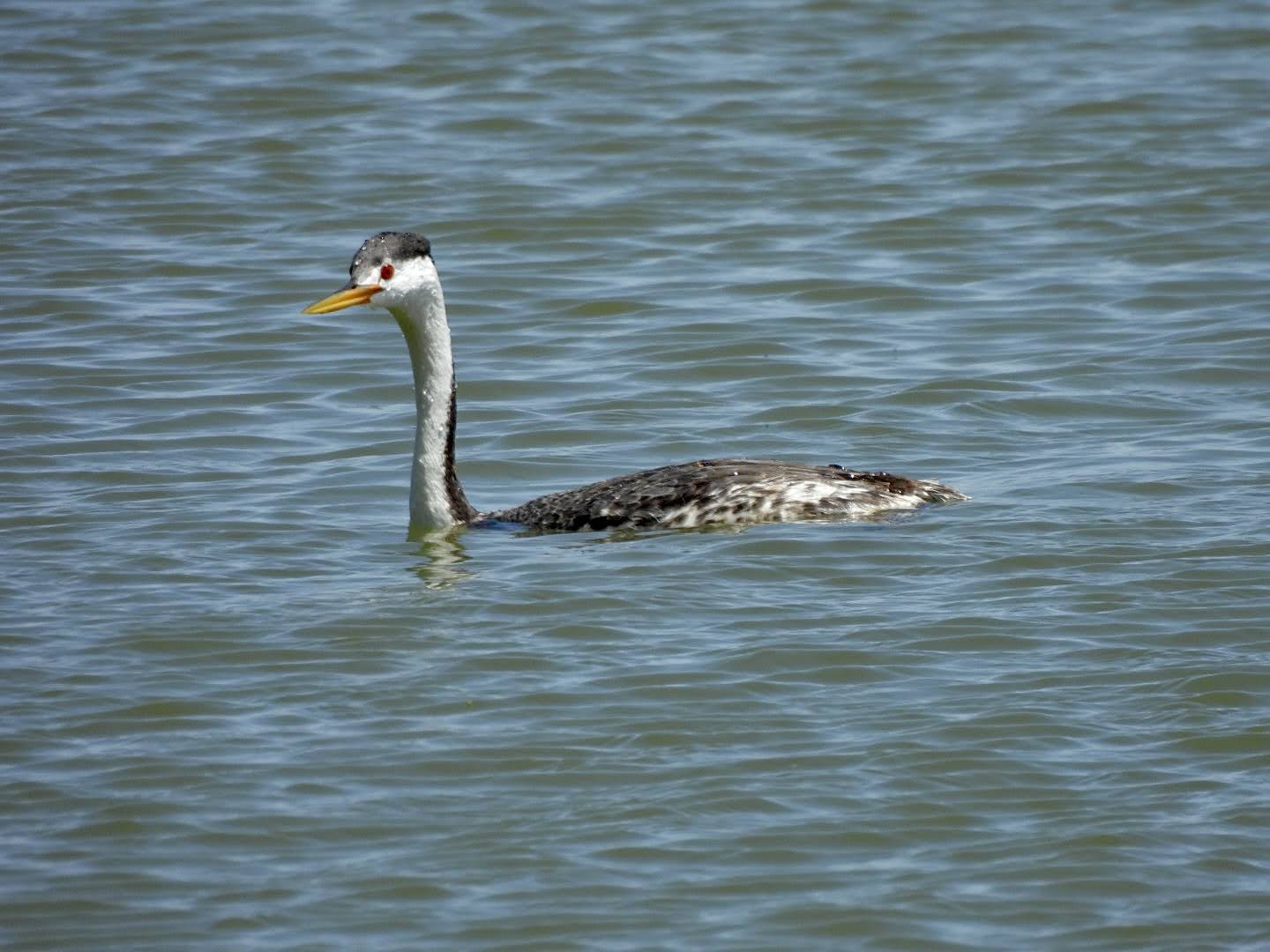 ROGUE VALLEY AUDUBON SOCIETY – Rogue Valley Audubon Society – A voice ...