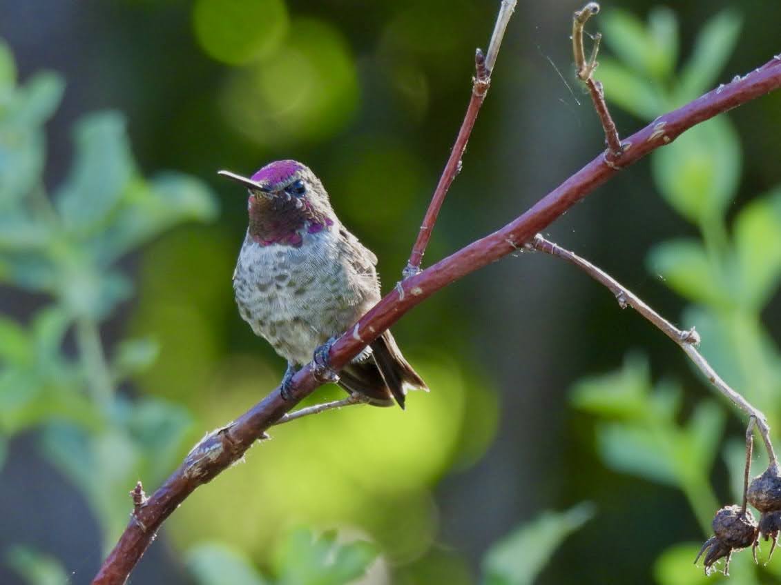 ROGUE VALLEY AUDUBON SOCIETY – Rogue Valley Audubon Society – A voice ...