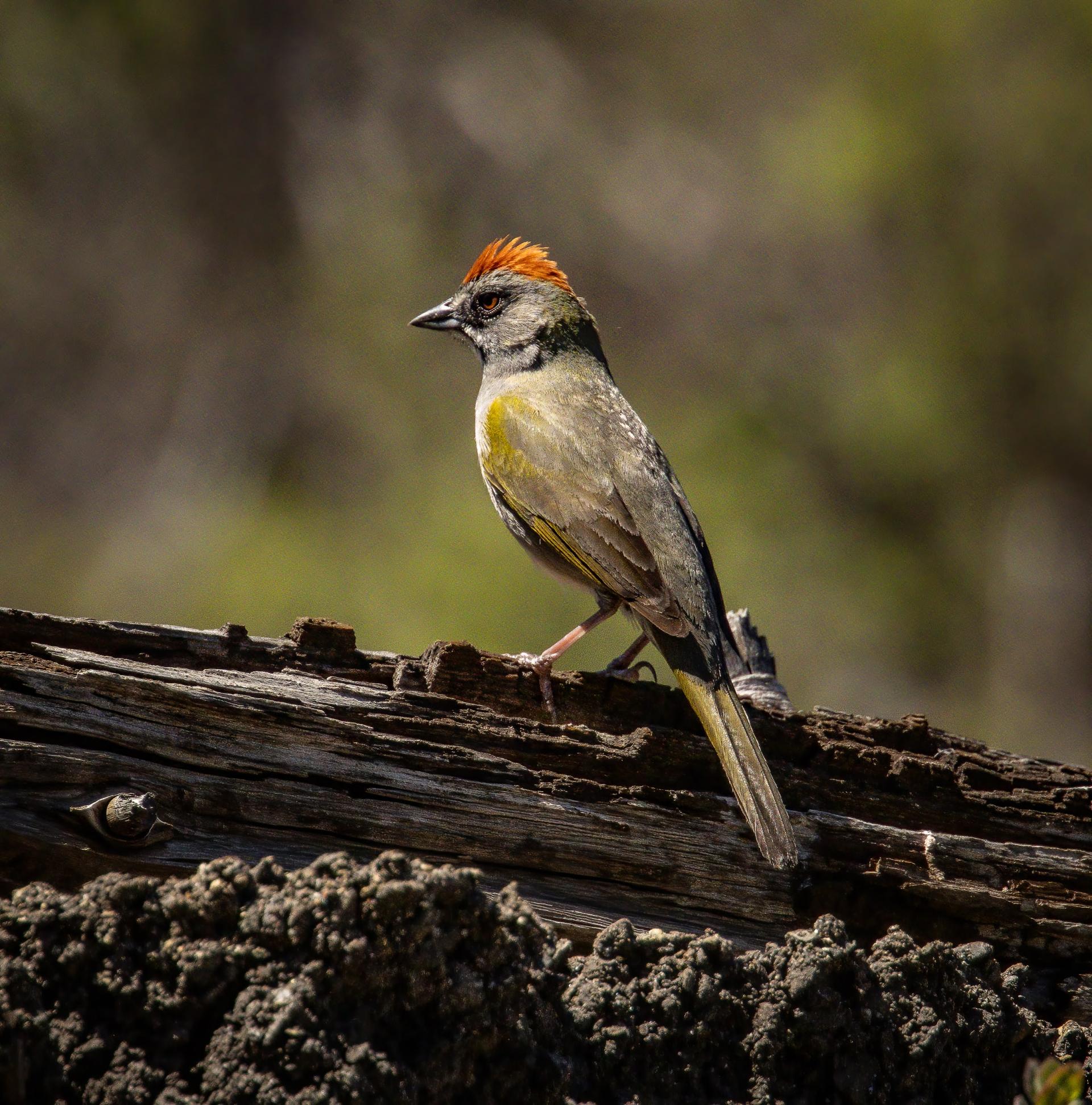 ROGUE VALLEY AUDUBON SOCIETY – Rogue Valley Audubon Society – A voice ...
